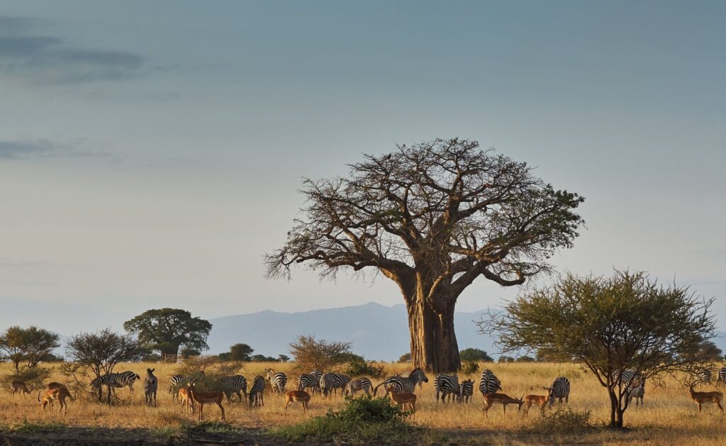 Explore Africa Majestic Safari Adventures with Meektrails